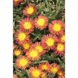 Wheels of Wonder® Fire Wonder Ice Plant, Monrovia Plant