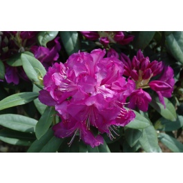 Purple Passion Rhododendron, Rhododendron 'Purple Passion' (H-3)