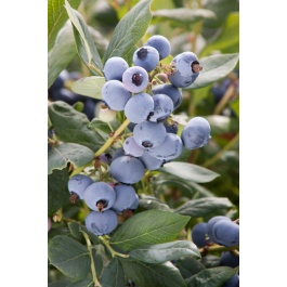 Bluecrop Blueberry, Vaccinium corymbosum 'Bluecrop', Monrovia Plant
