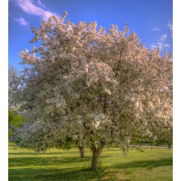 Snowdrift Flowering Crabapple, Malus x 'Snowdrift', Monrovia Plant