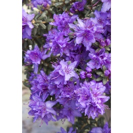 Dwarf Purple Rhododendron, Rhododendron impeditum (H-2), Monrovia Plant