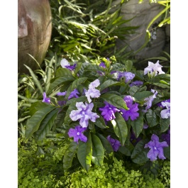 Magnificent Brunfelsia, Brunfelsia magnifica, Monrovia Plant