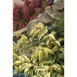 Rainbow Drooping Leucothoe, Leucothoe fontanesiana 'Rainbow'