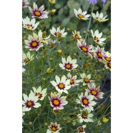 Big Bang™ Redshift Coreopsis, Coreopsis x 'Redshift' PP #20,412