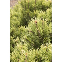 Misty Mugo Pine, Pinus mugo 'Misty', Monrovia Plant