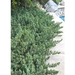 Blue Pacific Shore Juniper, Juniperus conferta 'Blue Pacific'
