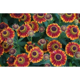 Mariachi™ Bandera Helenium, Helenium autumnale 'Bandera' PP #27,397