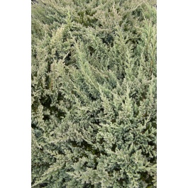 Blue Chip Juniper, Juniperus horizontalis 'Blue Chip', Monrovia Plant