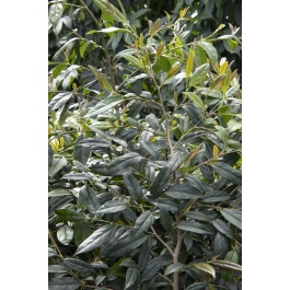 Winterfell™ Chinese Fighazel, Sycopsis sinensis 'Hinsycwinf'