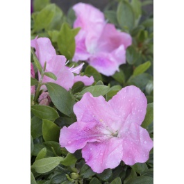 Double Shot® Lavender Azalea, Rhododendron 'RLH1-12P0' PP #24,467