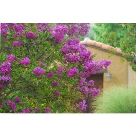 Zuni Crape Myrtle, Lagerstroemia indica x fauriei 'Zuni', Monrovia Plant