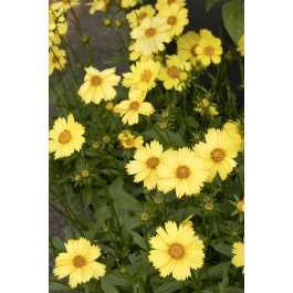 Solanna™ Glow Coreopsis, Coreopsis grandiflora 'Glow', Monrovia Plant