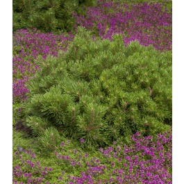 Mops Mugo Pine, Pinus mugo 'Mops', Monrovia Plant