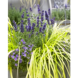 EverColor® Everillo Sedge, Carex oshimensis 'Everillo' PP #21,002