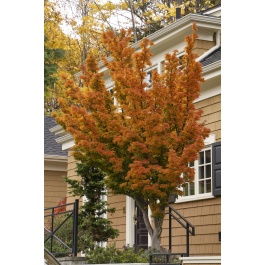 Shishigashira Japanese Maple, Acer palmatum 'Shishigashira', Monrovia Plant