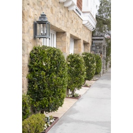 Waxleaf Privet, Ligustrum japonicum 'Texanum', Monrovia Plant