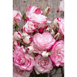 Grace N' Grit™ Pink BiColor Shrub Rose, Rosa 'Meiryezza' PP #30,844