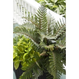 Tassel Fern, Polystichum polyblepharum, Monrovia Plant