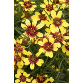 Sunstar™ Gold Coreopsis, Coreopsis verticillata 'TNCORSG' PP #30,997