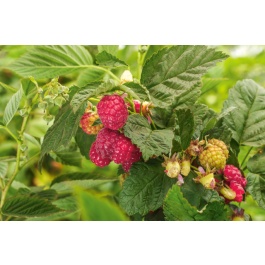 Willamette Raspberry, Rubus idaeus var. strigosus 'Willamette'