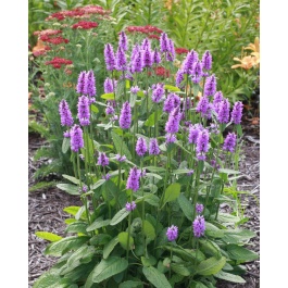 Hummelo Betony, Stachys officinalis 'Hummelo', Monrovia Plant