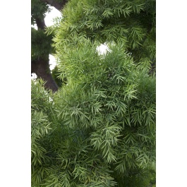 Fern Podocarpus, Podocarpus gracilior, Monrovia Plant