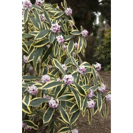 Moonlight Parfait® Winter Daphne, Daphne odora 'MonStrk' PP #28,725