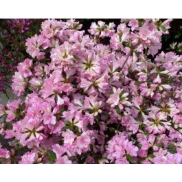 Sweet Sixteen Evergreen Azalea, Azalea x 'Sweet Sixteen', Monrovia Plant