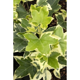 Angyo Star Tree Ivy, x Fatshedera lizei 'Angiostar', Monrovia Plant