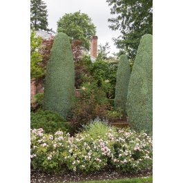 Gray Gleam Juniper, Juniperus scopulorum 'Gray Gleam', Monrovia Plant