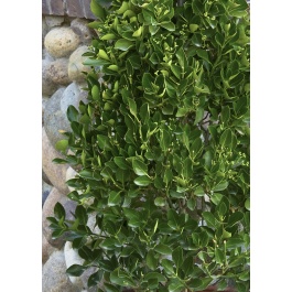 Manhattan Euonymus, Euonymus kiautschovicus 'Manhattan', Monrovia Plant