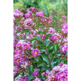 Bellini® Grape Crape Myrtle, Lagerstroemia indica 'Congrabel' PP #28,975