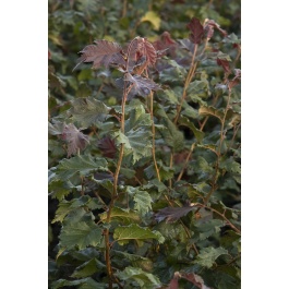 Burgundy Lace European Filbert, Corylus avellana 'Burgundy Lace' PP #28,216