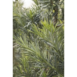 Shrubby Yew Podocarpus, Podocarpus macrophyllus 'Maki', Monrovia Plant