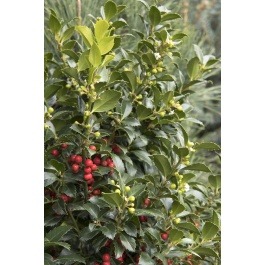 Castle Spire® Blue Holly, Ilex x meserveae 'Hachfee', Monrovia Plant