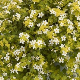 Scopia® Bacopa, Sutera cordata Scopia® Series, Monrovia Plant