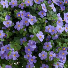 Scopia® Gulliver Bacopa, Sutera cordata Scopia™ Gulliver Series