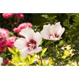 Chateau® de Chantilly Rose of Sharon, Monrovia Plant