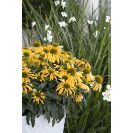 Evolution™ Yellow Falls Coneflower, Monrovia Plant