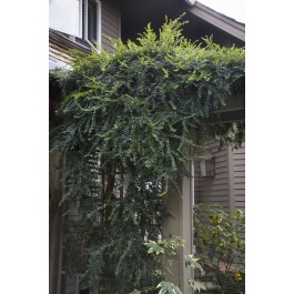 Box-Leaf Azara, Azara microphylla, Monrovia Plant