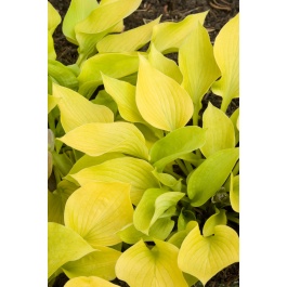 Golden Prayers Hosta, Hosta x 'Golden Prayers', Monrovia Plant