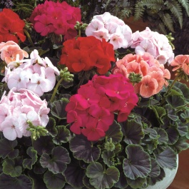 BullsEye™ Geranium, Pelargonium x hortorum BullsEye™ Series