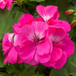 Calliope® Large Geranium, Monrovia Plant