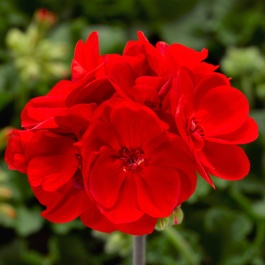 Calliope® Medium Geranium, Monrovia Plant