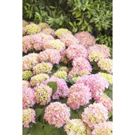 Pink Splendor™ Hydrangea, Hydrangea macrophylla 'MonPKSP', Monrovia Plant