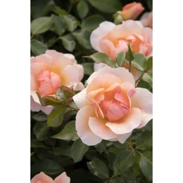 Nitty Gritty® Peach Rose, Rosa x 'RUIRI0091A' PP #33,152, Monrovia Plant