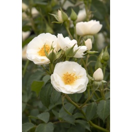 Nitty Gritty® White Rose, Rosa x 'RUIBG0025A' PP #33,151, Monrovia Plant