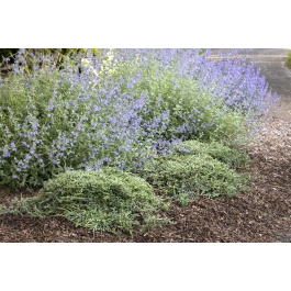 Icee Blue® Juniper, Juniperus horizontalis 'Monber', Monrovia Plant