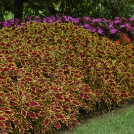 FlameThrower™ Coleus, Monrovia Plant