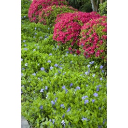 Bowles' Common Periwinkle, Vinca minor 'Bowles', Monrovia Plant